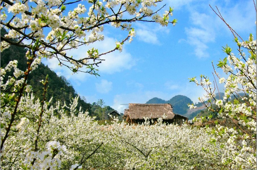 Công ty Tài chính TNHH MB Shinsei Mcredit: Phân Tích Toàn Diện